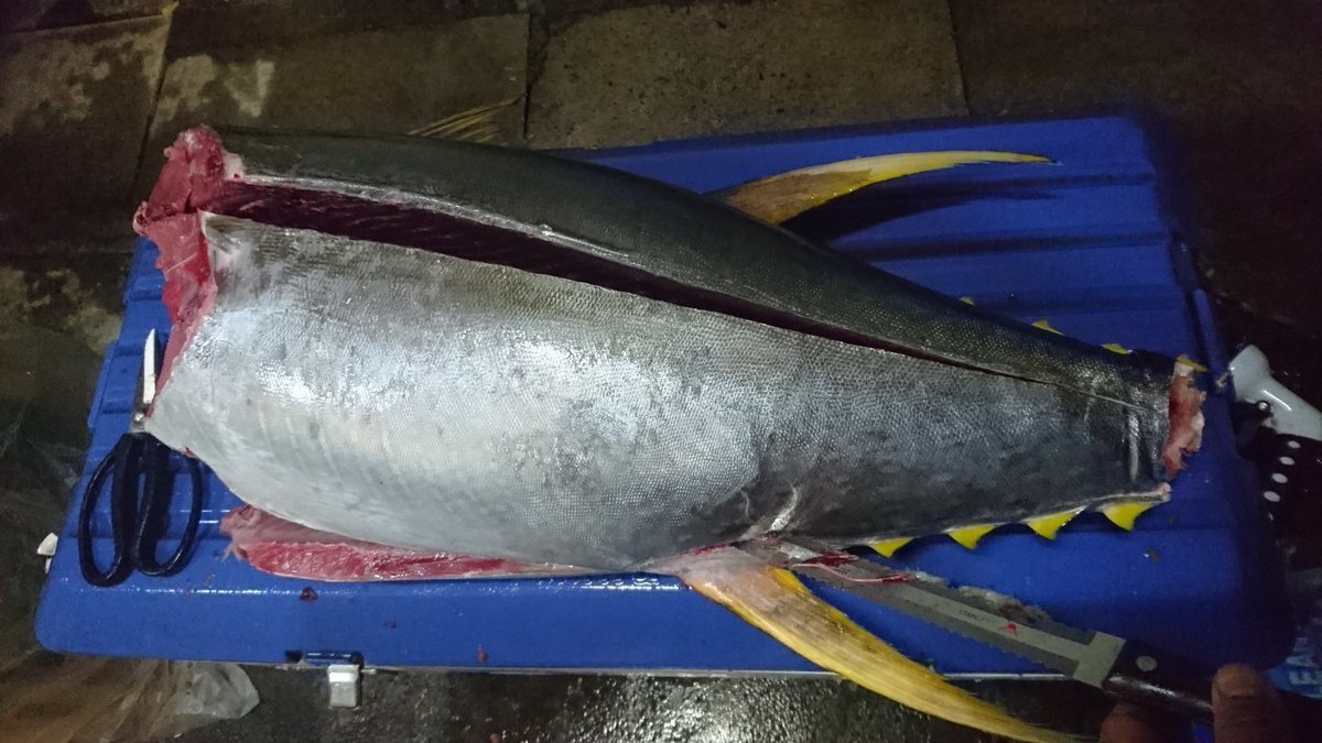 再入荷】キハダの解体も楽々♪大型魚にこの包丁【青物の春】: 浅 再入荷】キハダの解体も楽々♪大型魚にこの包丁【青物の春】: 浅